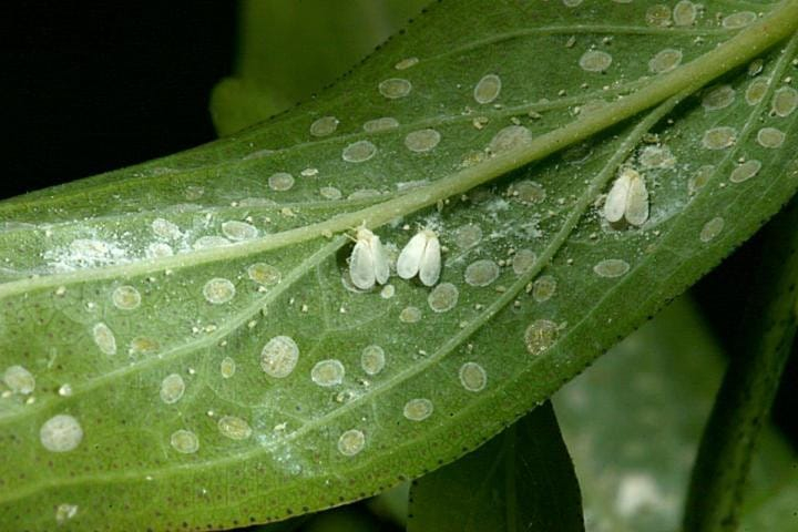 Whitefly Larvae